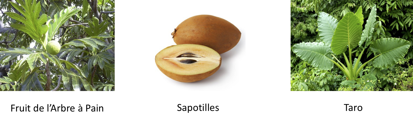 Mieux valoriser les produits associés au cacao dans les sytèmes agro ...