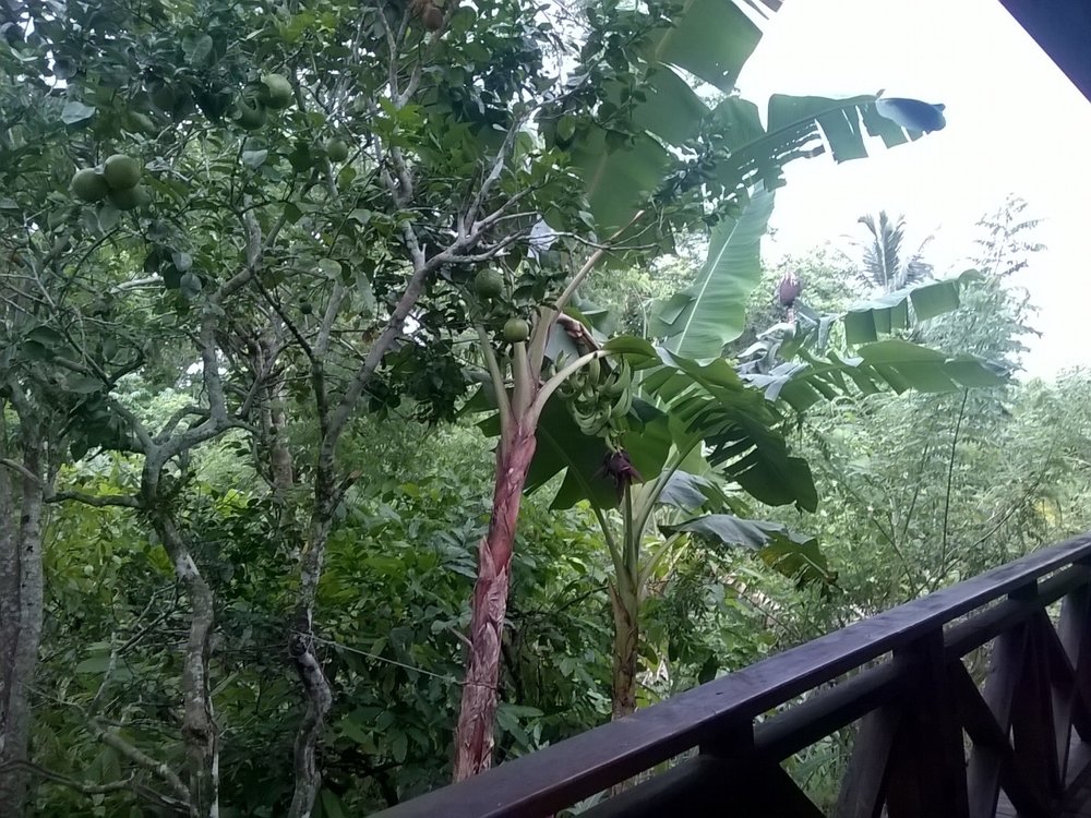 Cocoa Agroforestry Systems Around the World - Cacao Forest