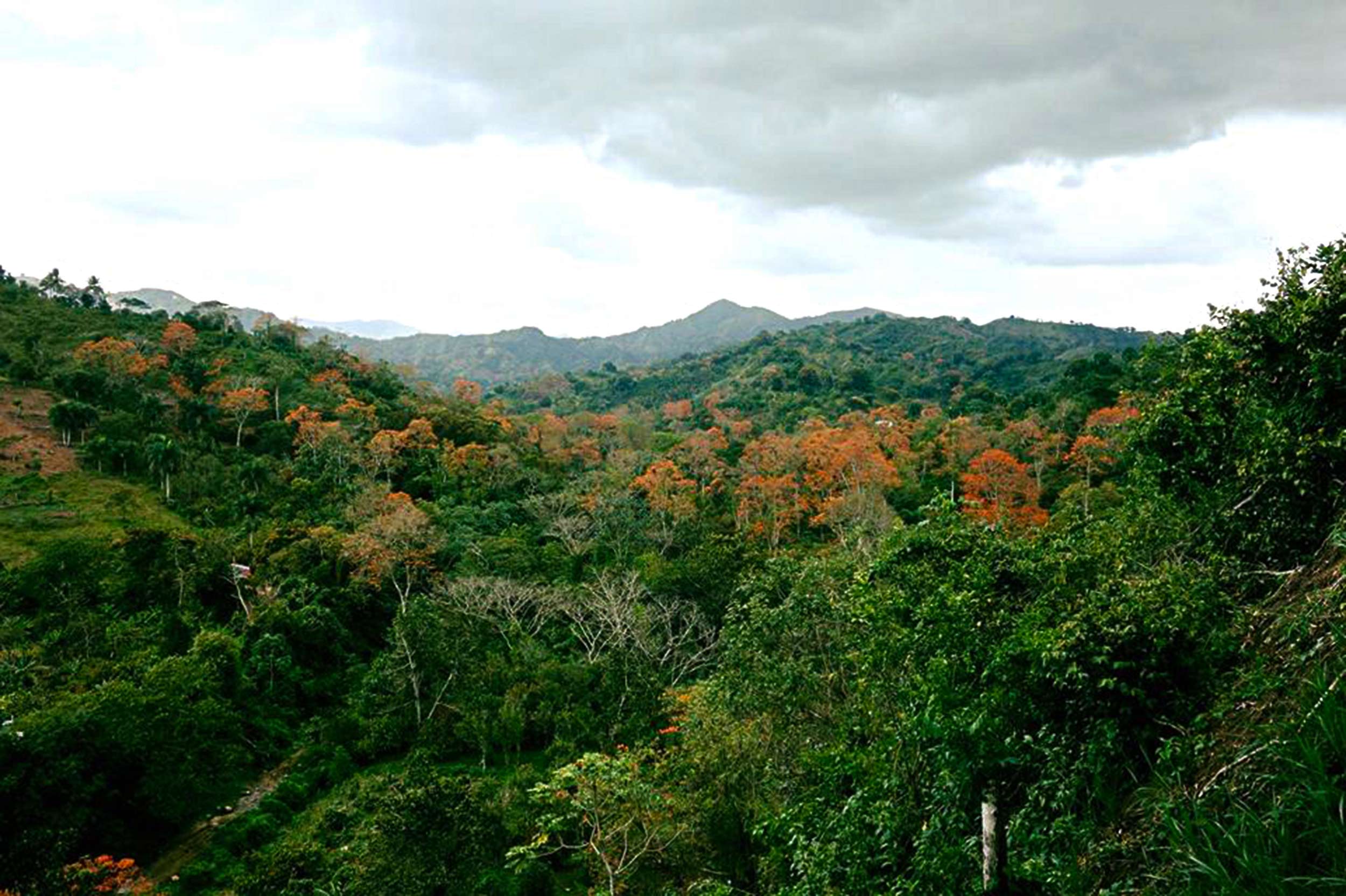 Cacao Forest organic cocoa cultivation project in Dominican Republic