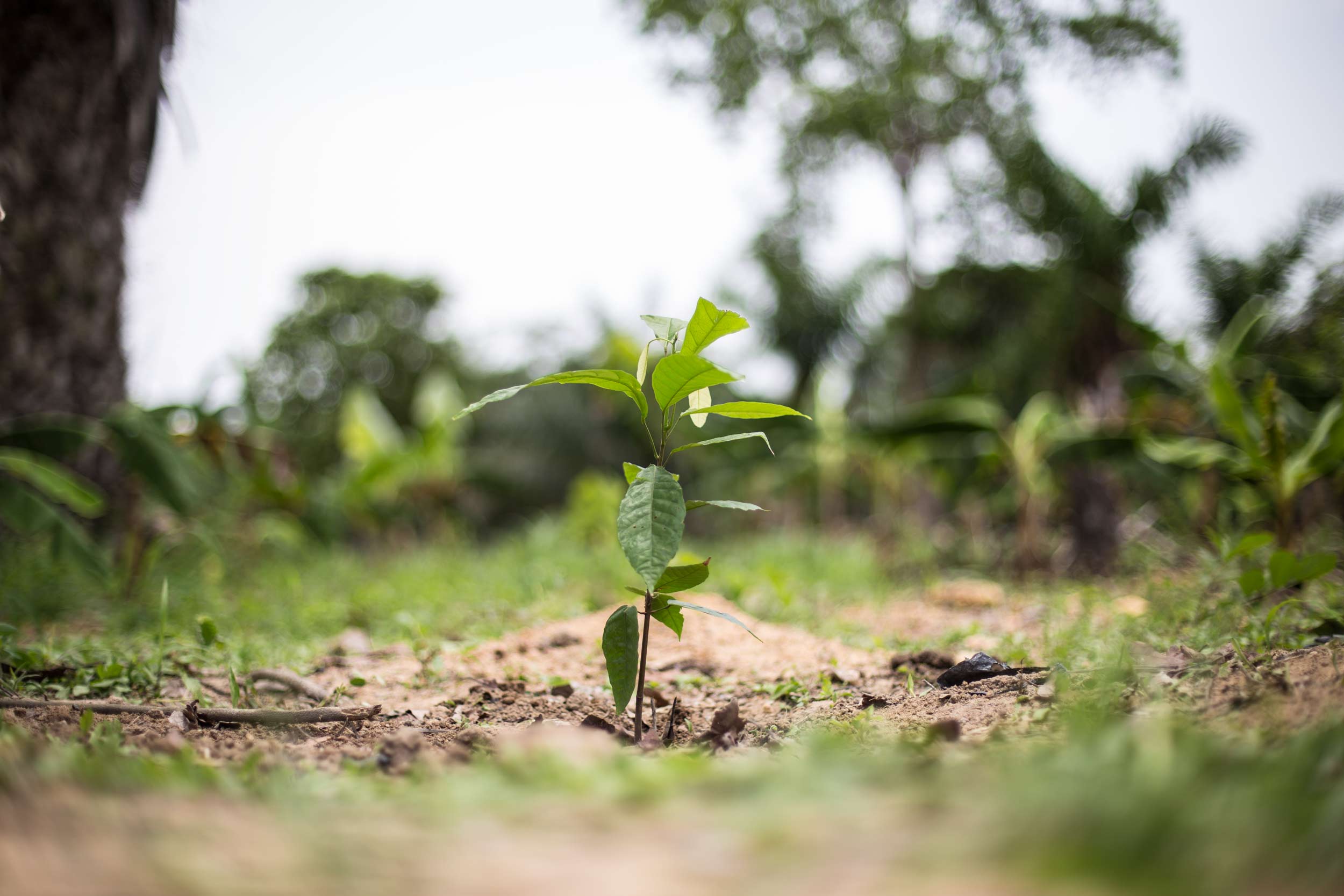 Comment enseigner la culture agroforestière du cacao? - Cacao Forest