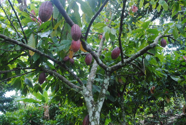 Innovation for a sustainable cocoa cultivation