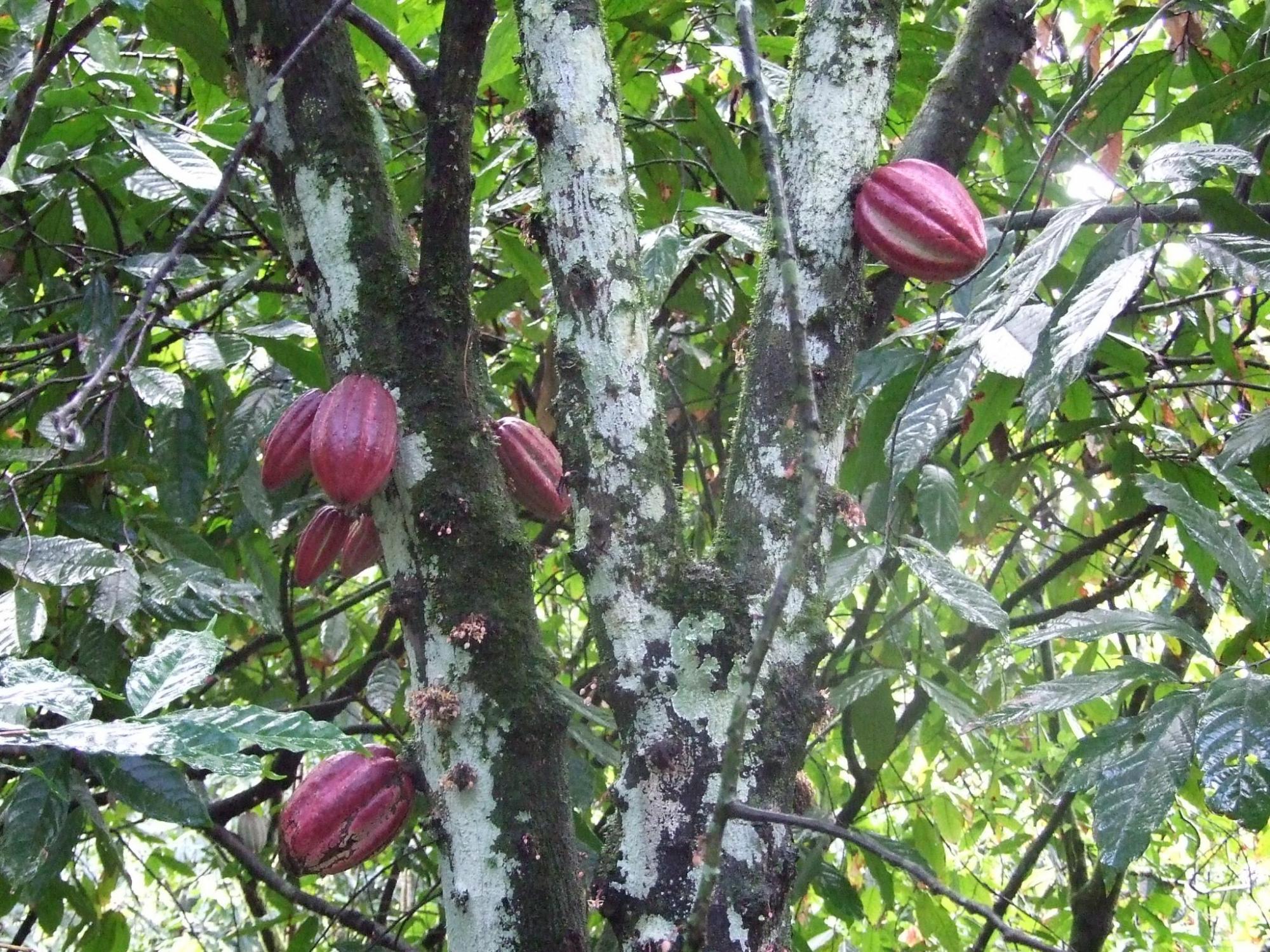 L’ambition pédagogique de Cacao Forest - Cacao Forest