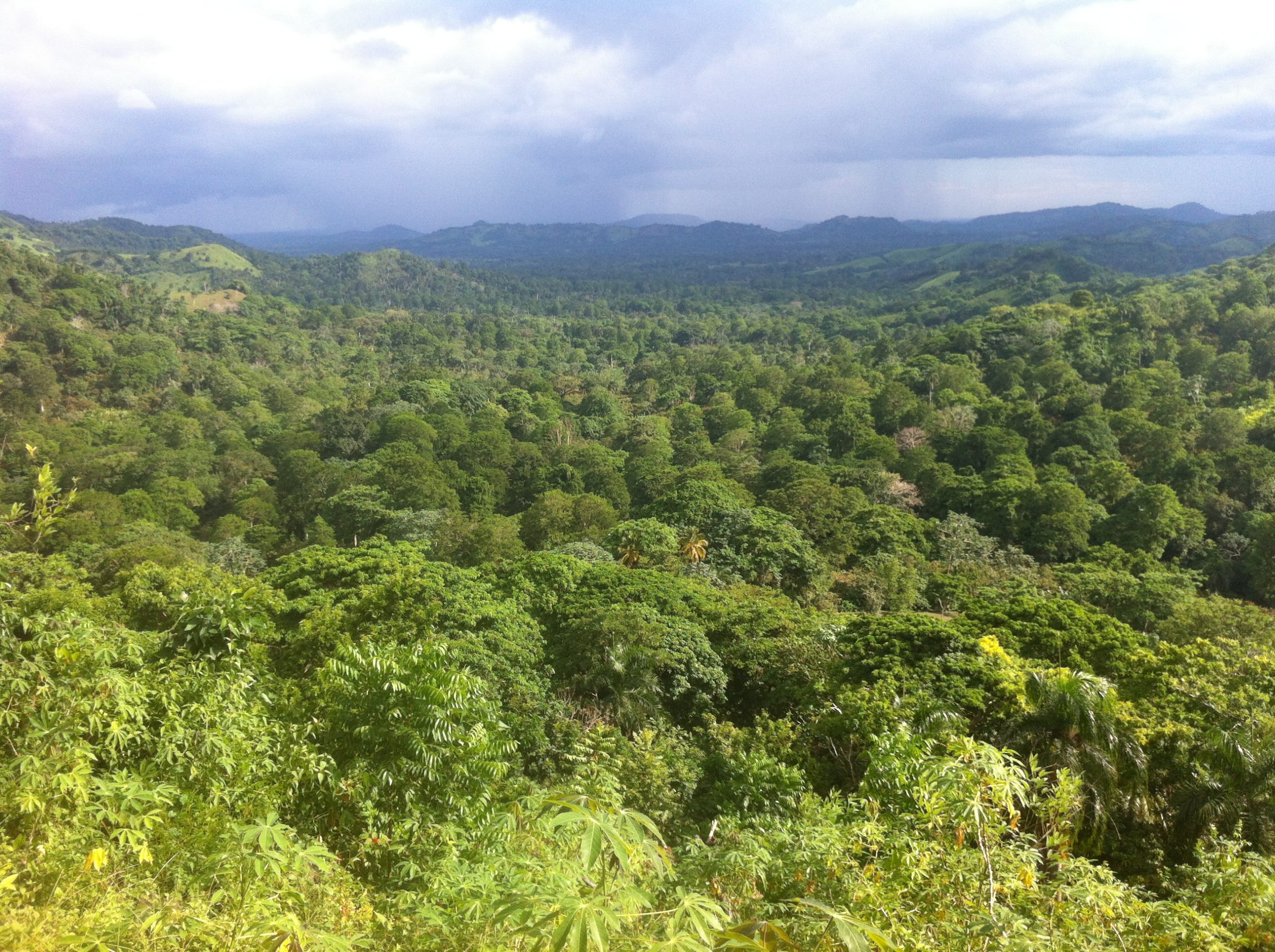 The challenges facing cacao agroforestry in the Dominican Republic ...