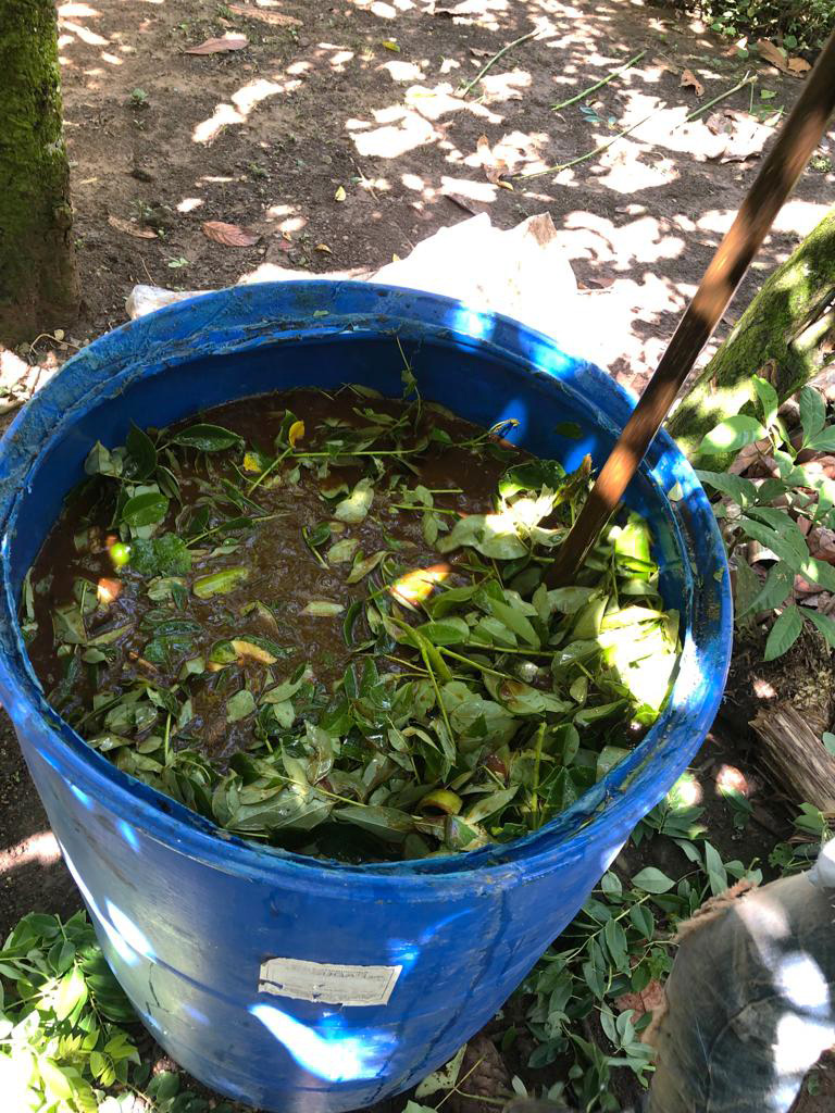 Cacao Forest technicians teach REP producers how to make organic ...